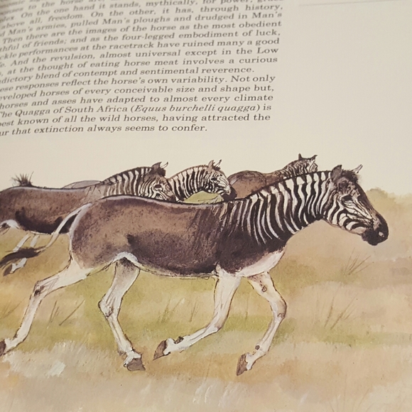 Accents | The Doomsday Book Of Animals Illustrated David Ray | Poshmark